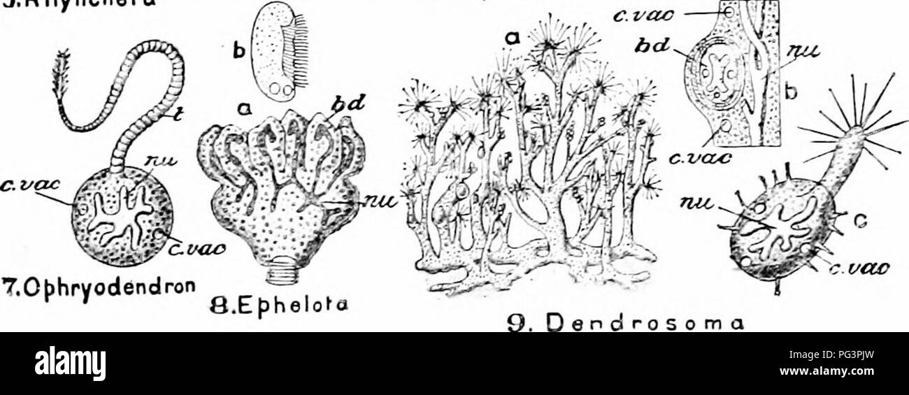 This manual provides an in-depth overview of various species of ...