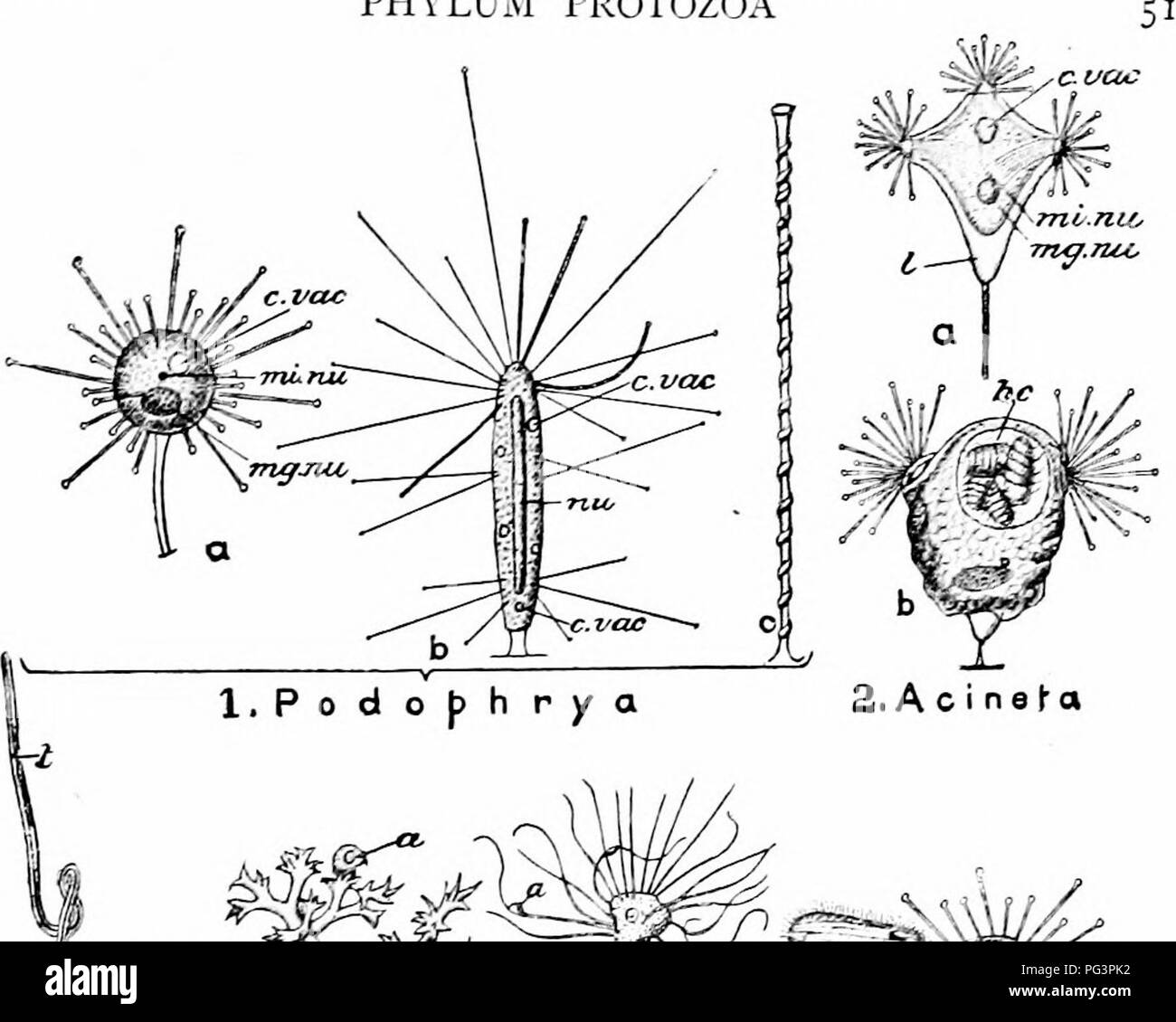 This manual provides a comprehensive study of the phylum Protozoa ...