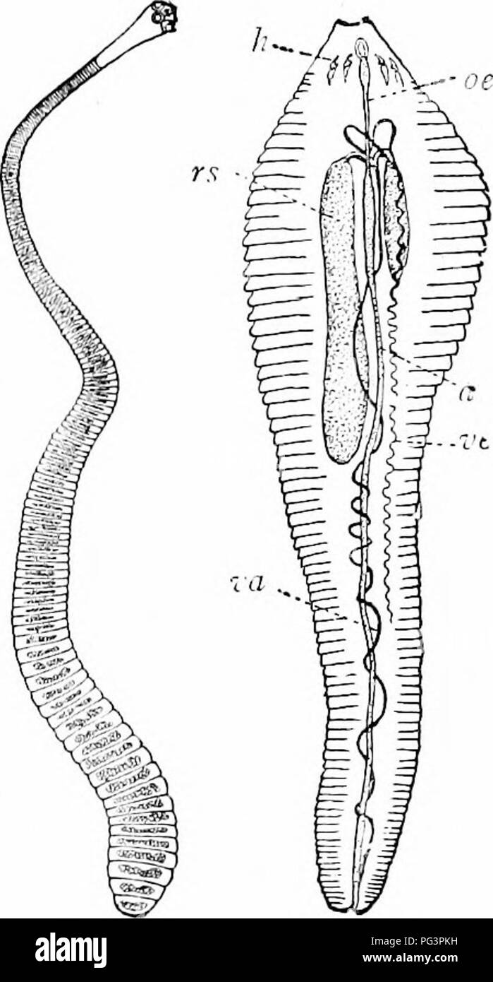 This manual on zoology examines the life of parasites, exploring their ...