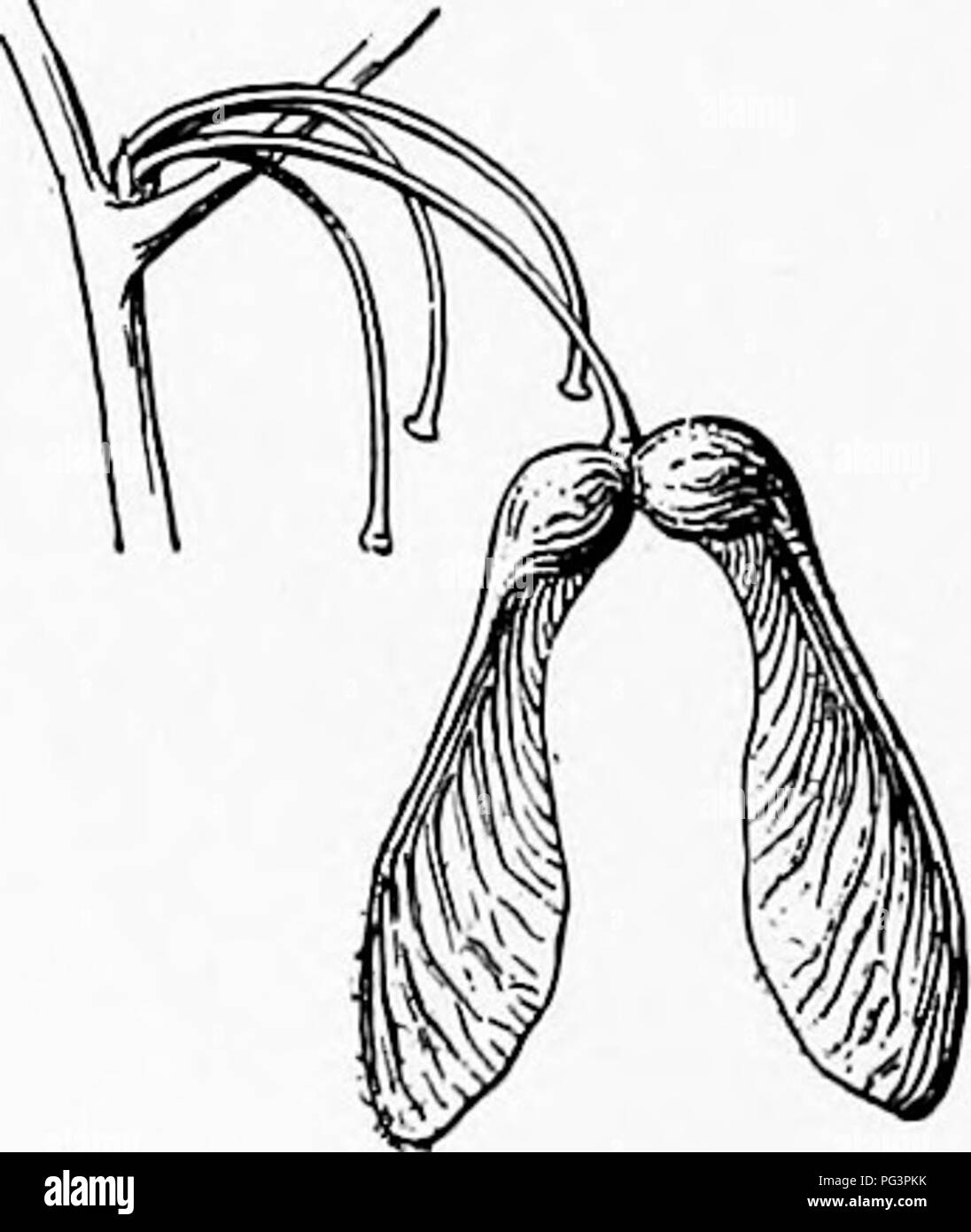 Maple Tree Seeds Drawing