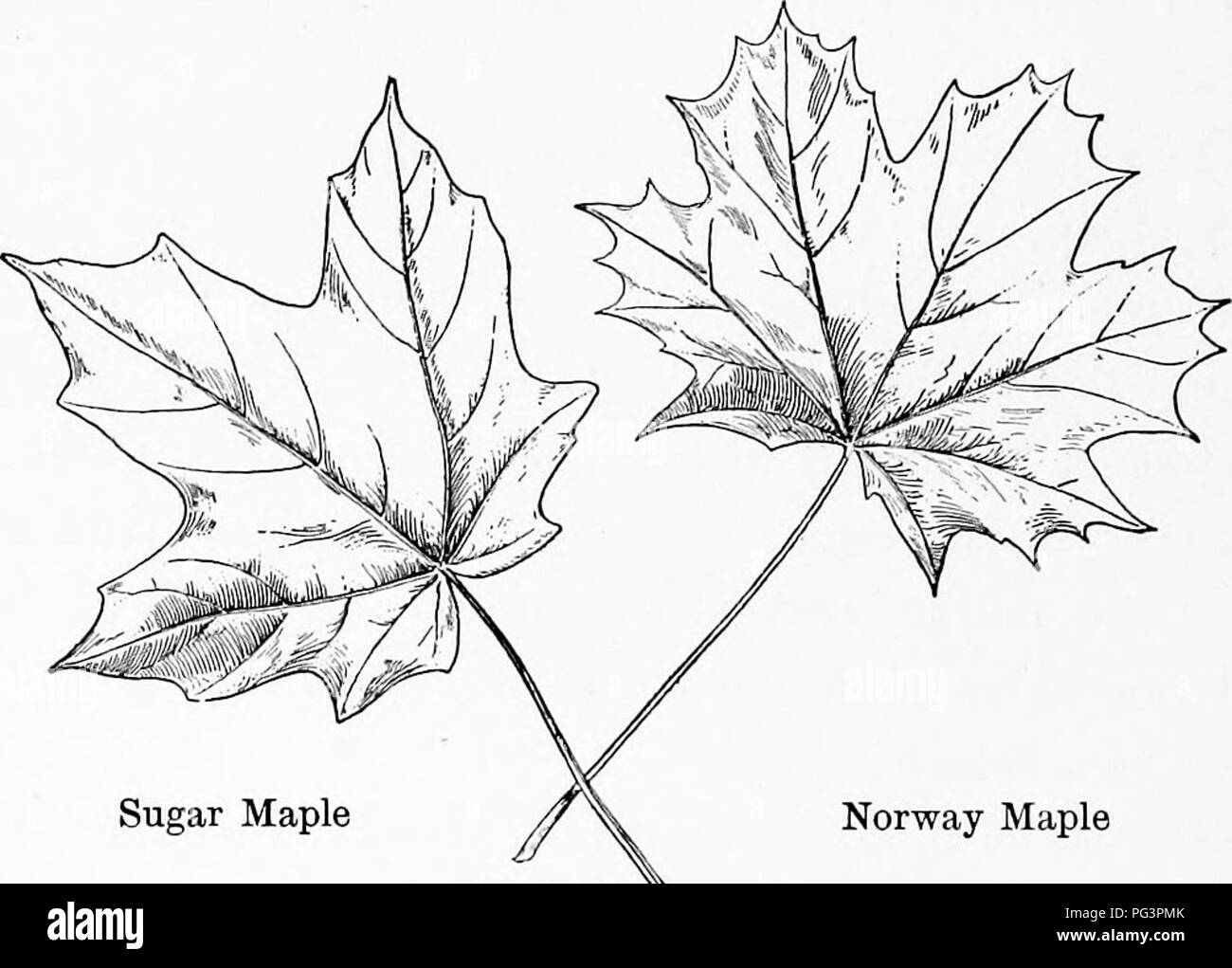This text compares the sugar maple and the Norway maple, focusing on ...
