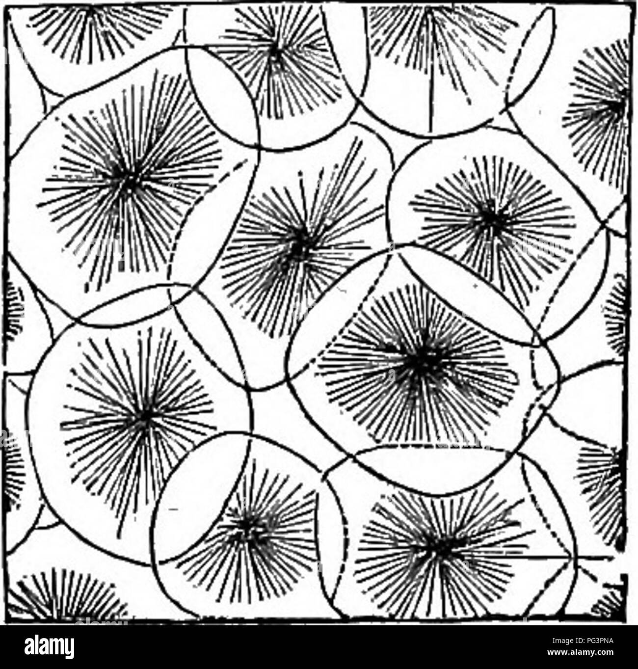 . The plant, an illustration of the organic life of the animal. Biology ...