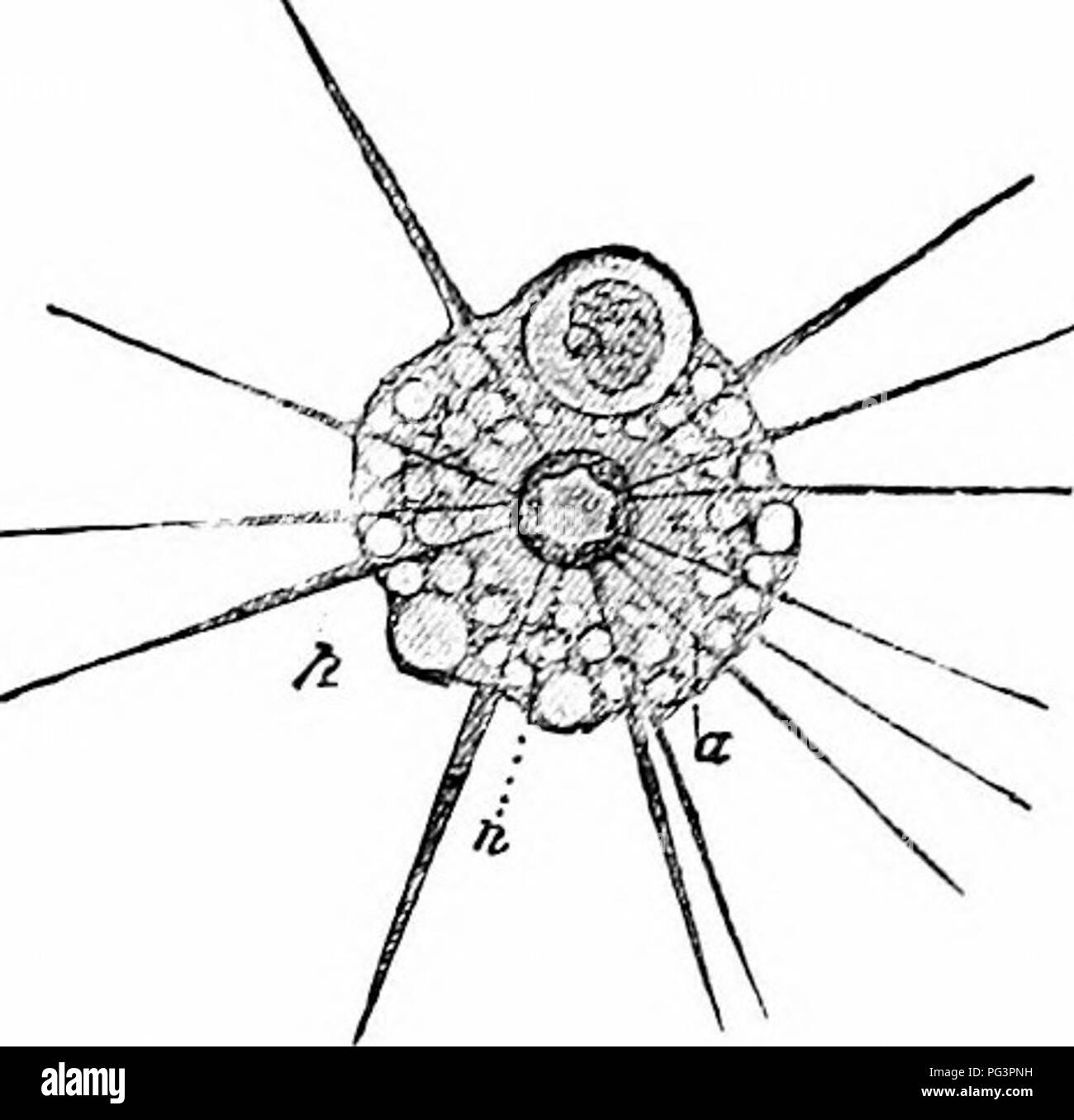 Foraminifera Shells Diagram