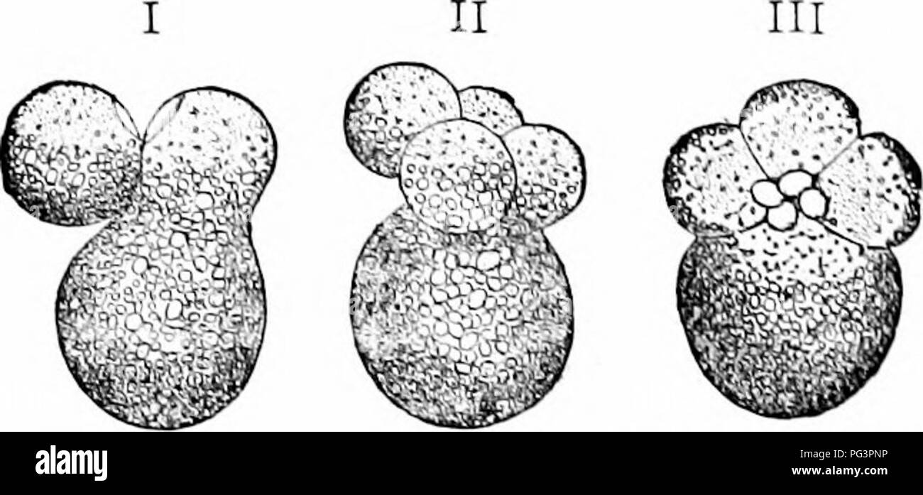 . A manual of zoology. Zoology. Fig. 10^.—Unequal cleavage of the egg ...