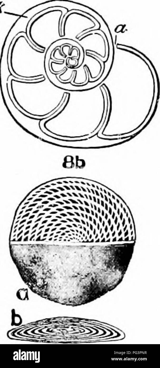 Foraminifera Diagram