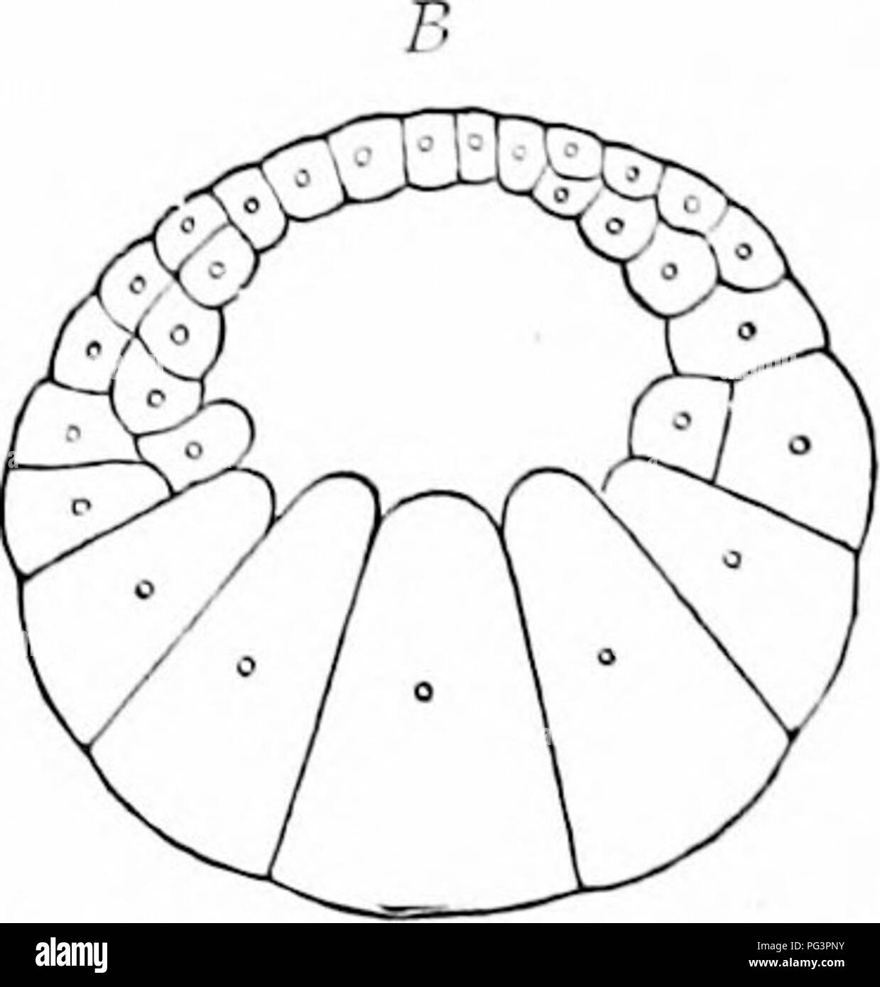 Embryonic cleavage Black and White Stock Photos & Images - Alamy