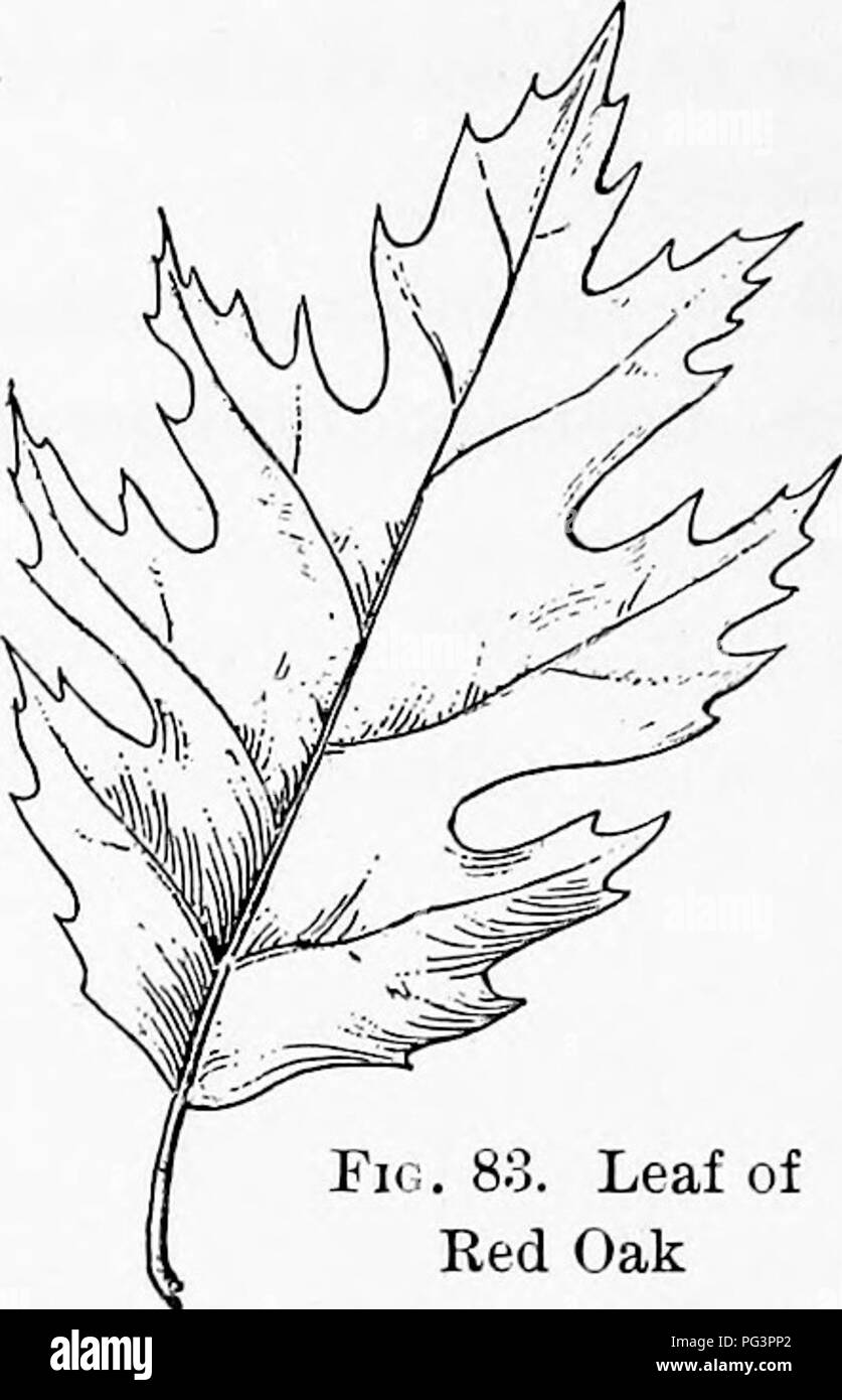 how to draw wood digitally