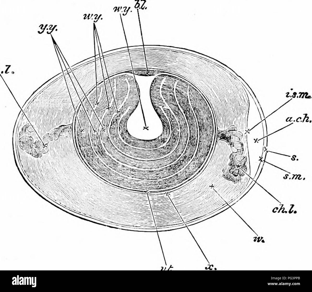 Stages of avian embryology Black and White Stock Photos & Images - Alamy