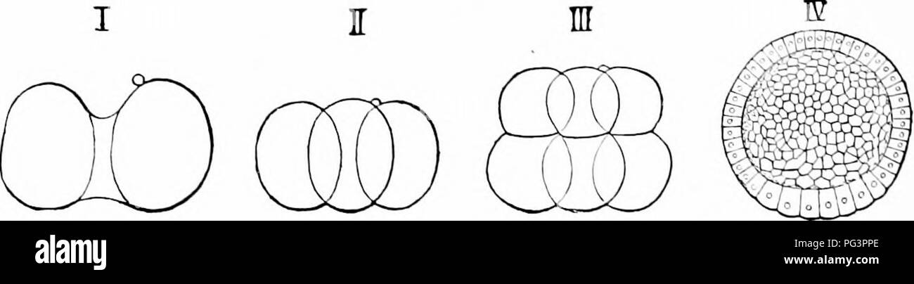 This zoology manual outlines the principles of animal development ...