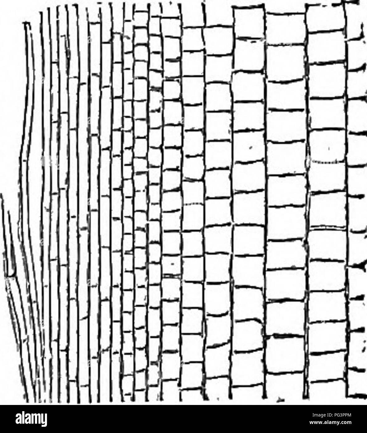 Rectangular Prism In Nature