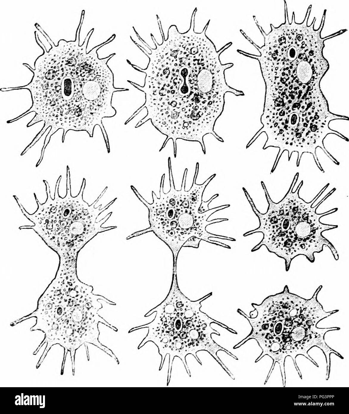Binary Fission In Bacteria Animation