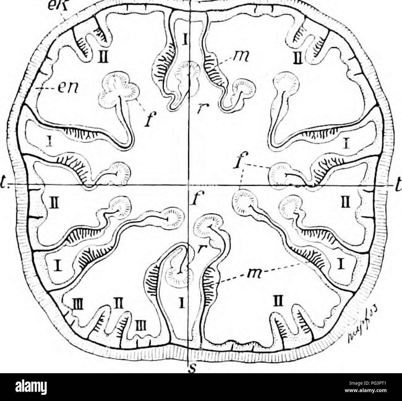 . A manual of zoology. Zoology. PROMORPHOLOGY 125 main and the sagittal ...