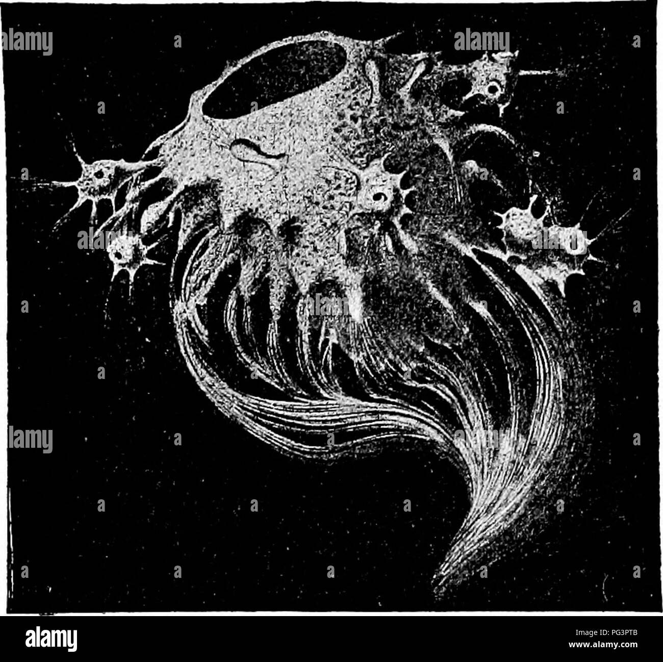 This section of the manual focuses on promorphology, the study of ...