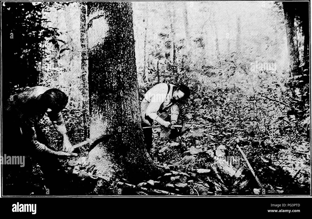 . Elementary woodworking. Woodwork; Trees. 52 ELEMENTARY WOODWORKING ...