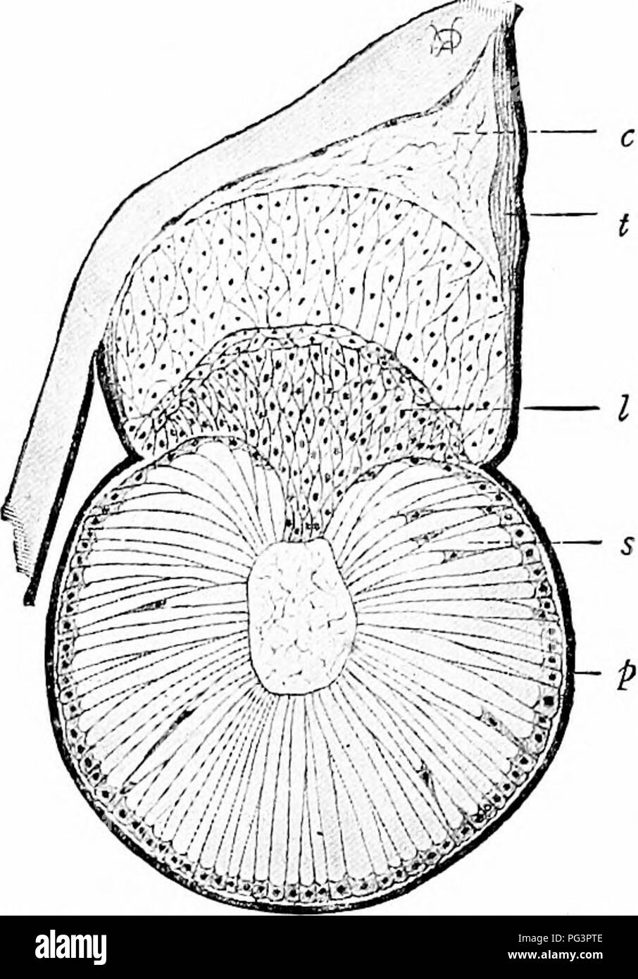 . A manual of zoology. Zoology. GENERAL ORGANOLOGY 121 the cornea ...