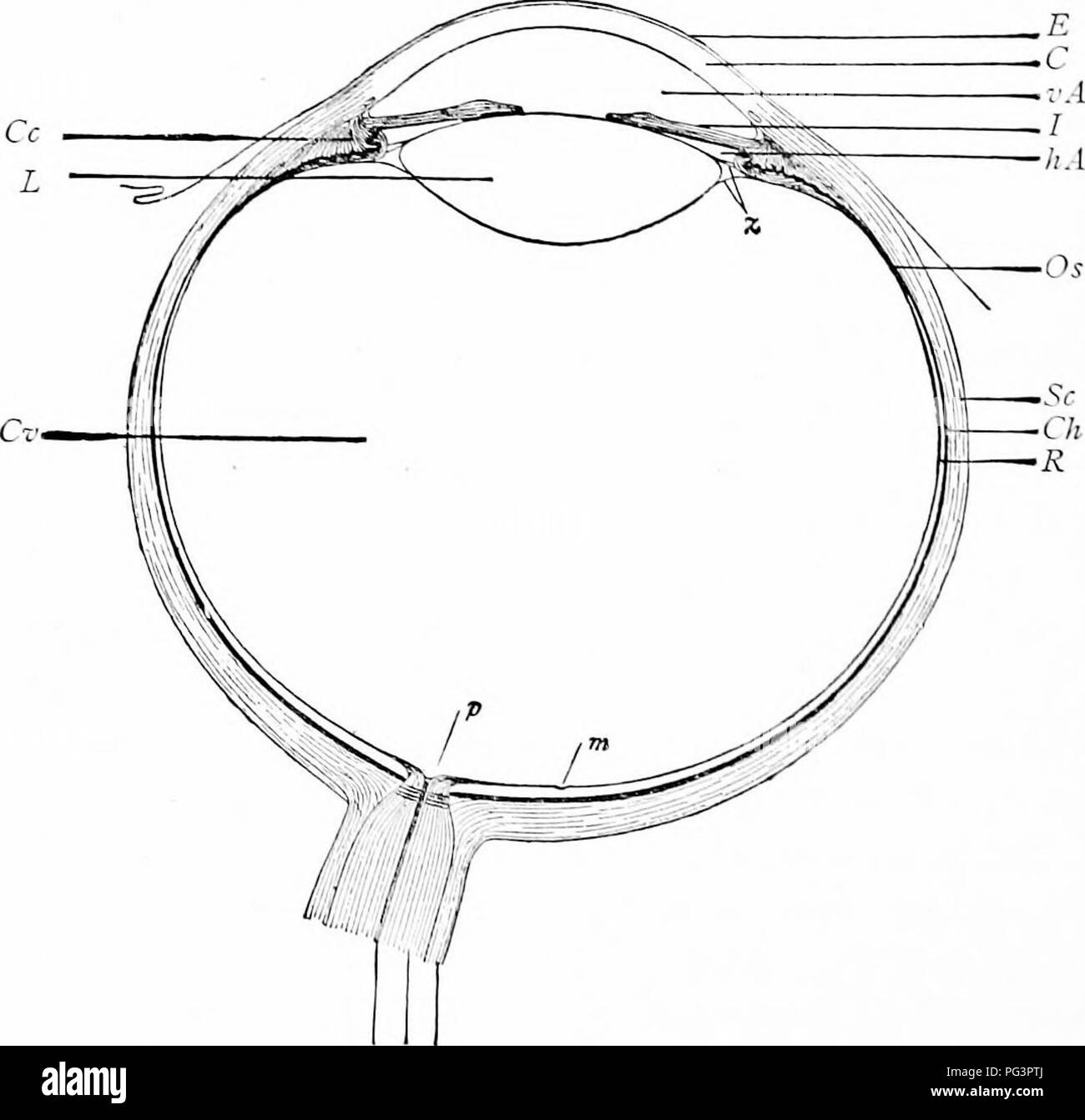 Contracted pupil eye hi-res stock photography and images - Alamy