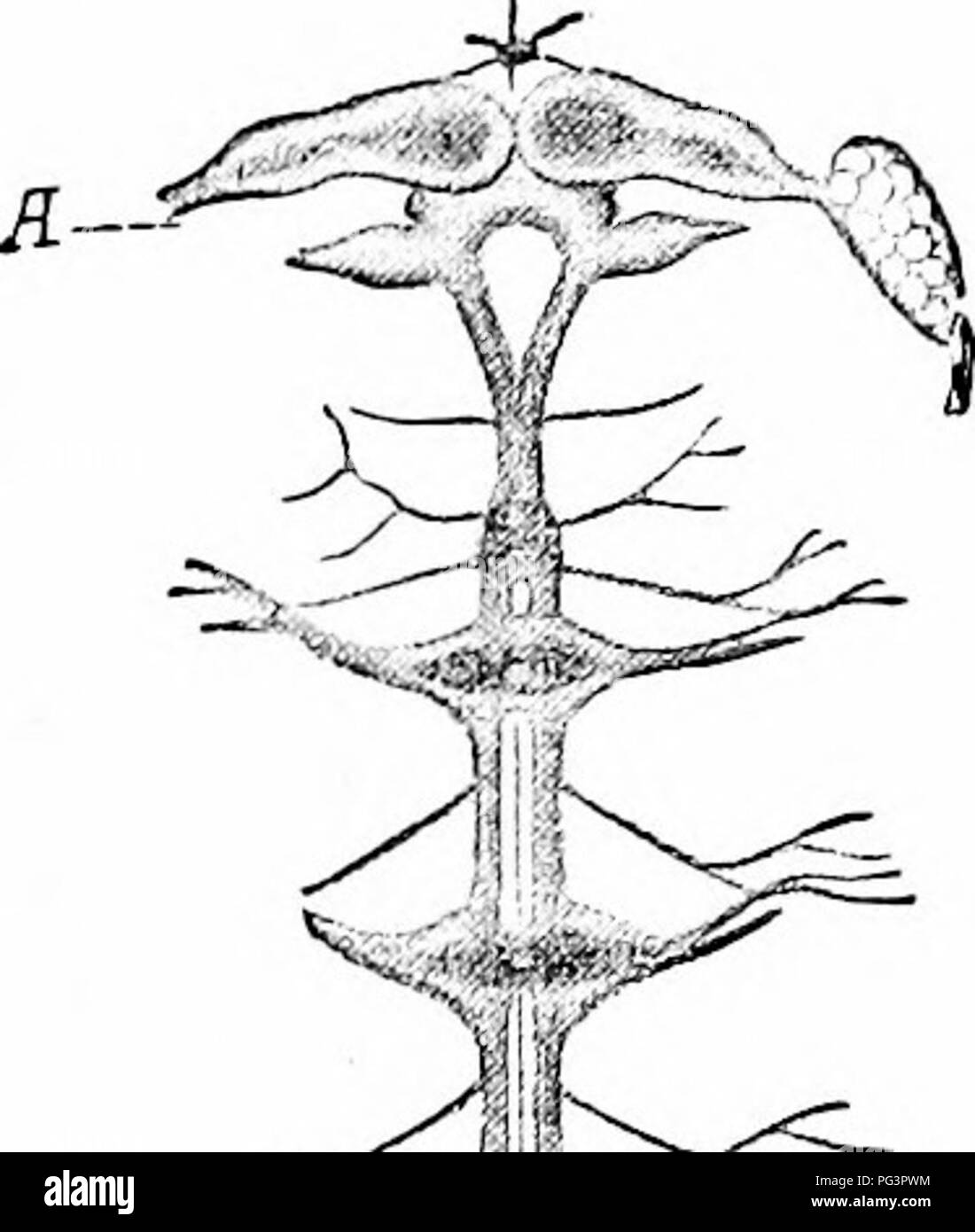 This zoology manual examines the organization of nervous systems across ...