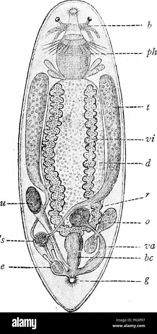 This zoological manual details the organ systems of animals, focusing ...