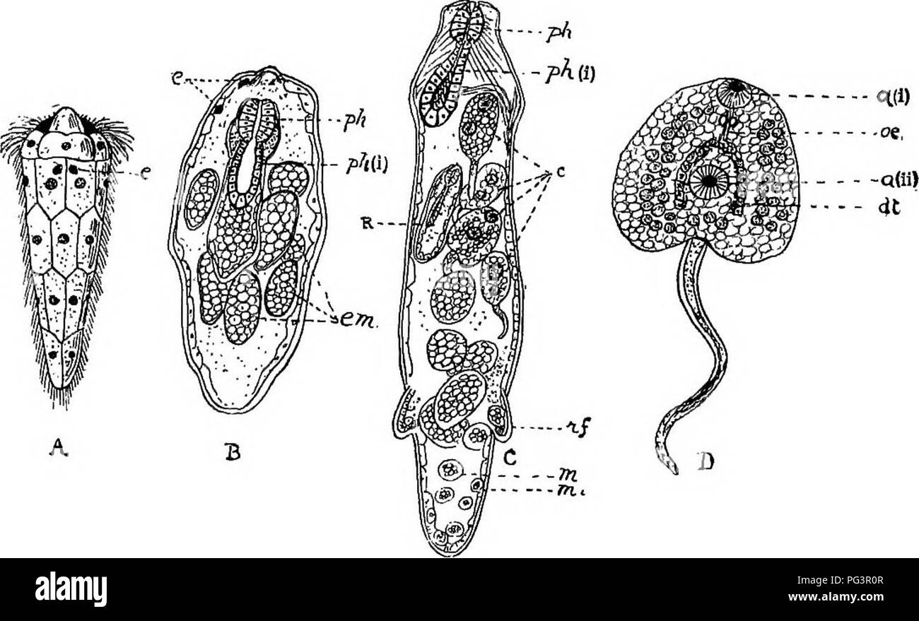 Schistosoma Mansoni Sporocysts