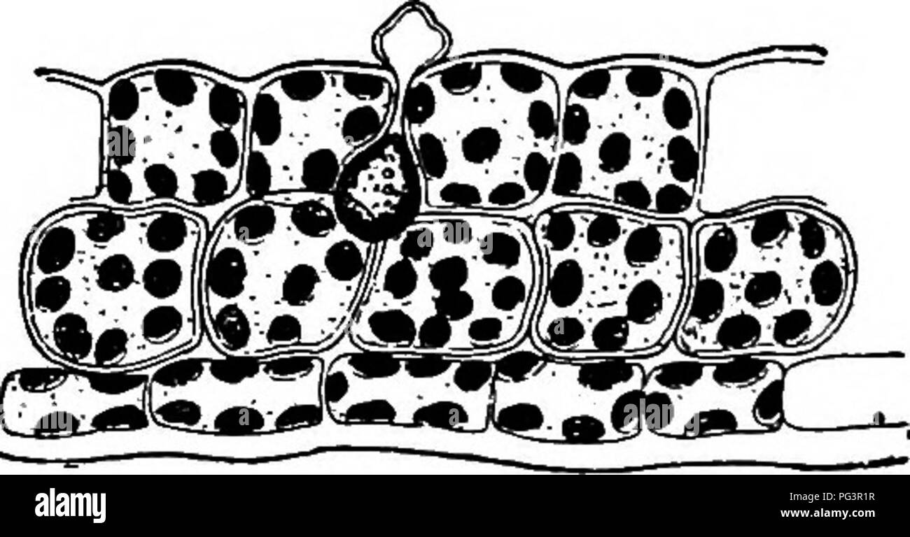 This work focuses on the diseases caused by pathogenic fungi, slime ...