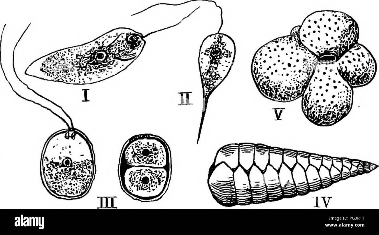 This textbook on agricultural zoology explores the role of protozoa ...
