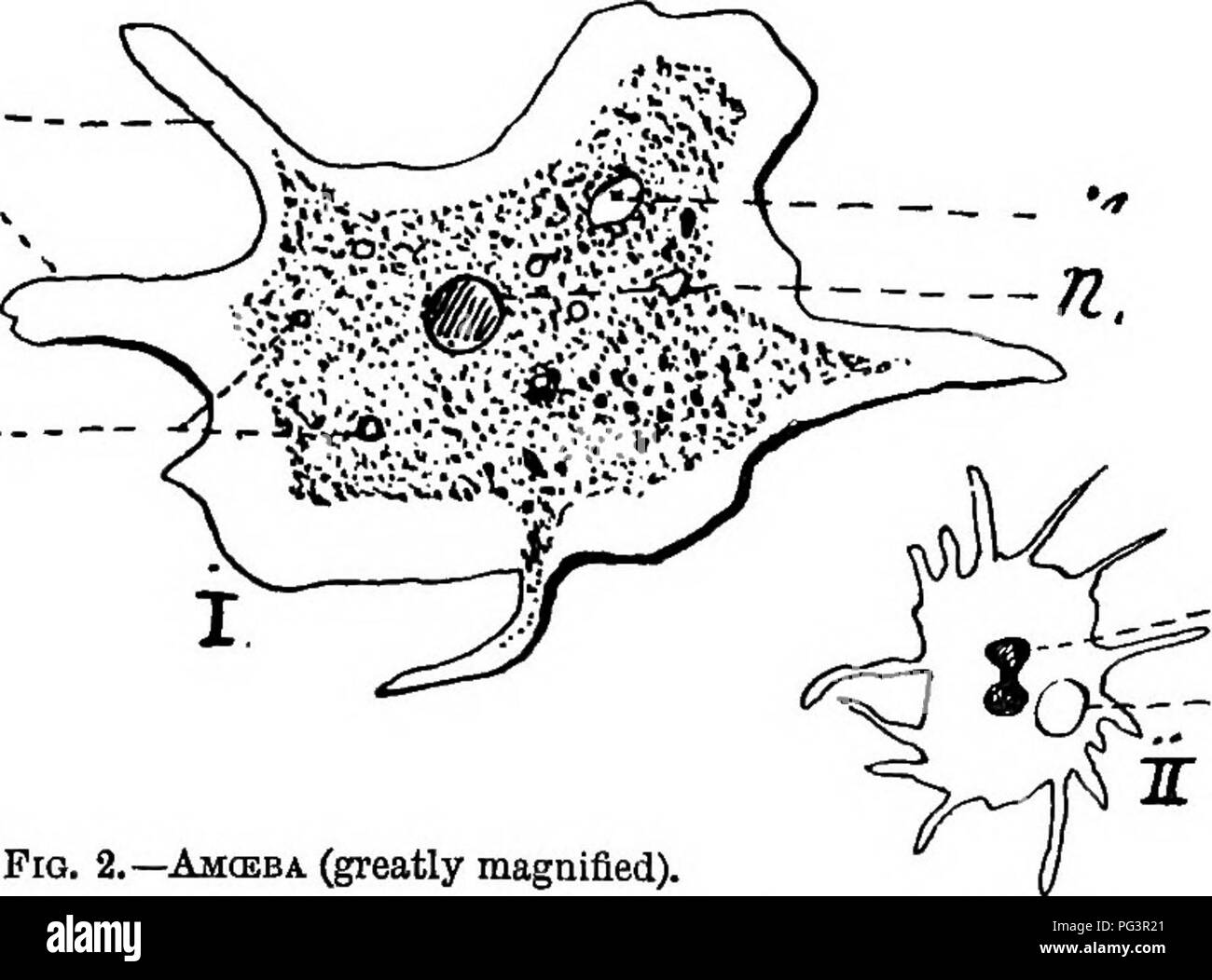 This agricultural zoology textbook includes detailed illustrations of ...