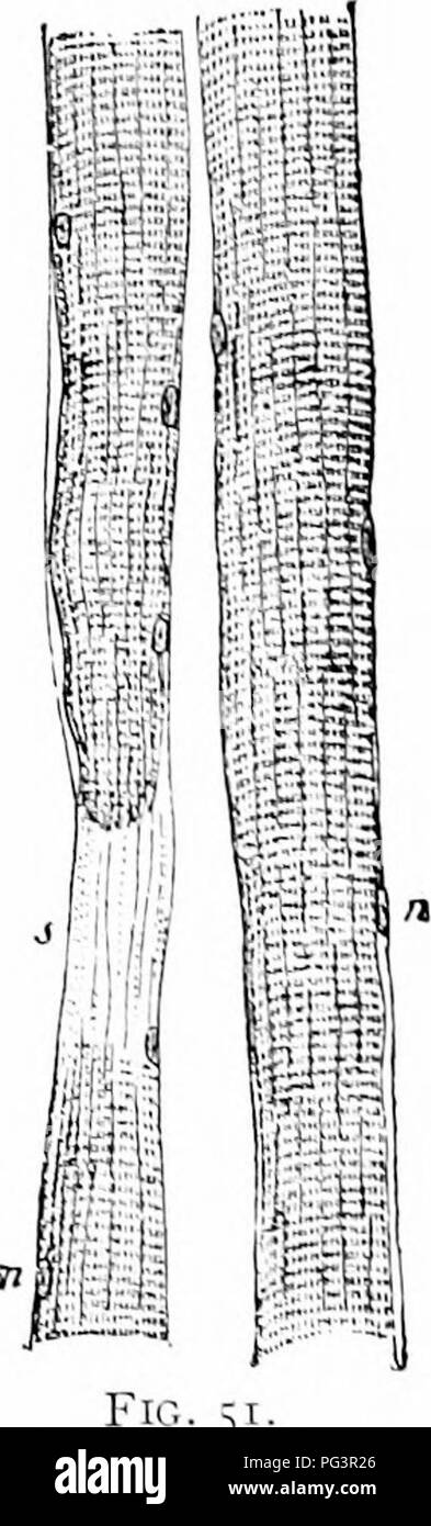 Anatomy muscle cells Black and White Stock Photos & Images - Alamy