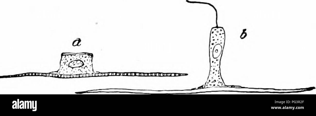 Motile animals Black and White Stock Photos & Images - Alamy