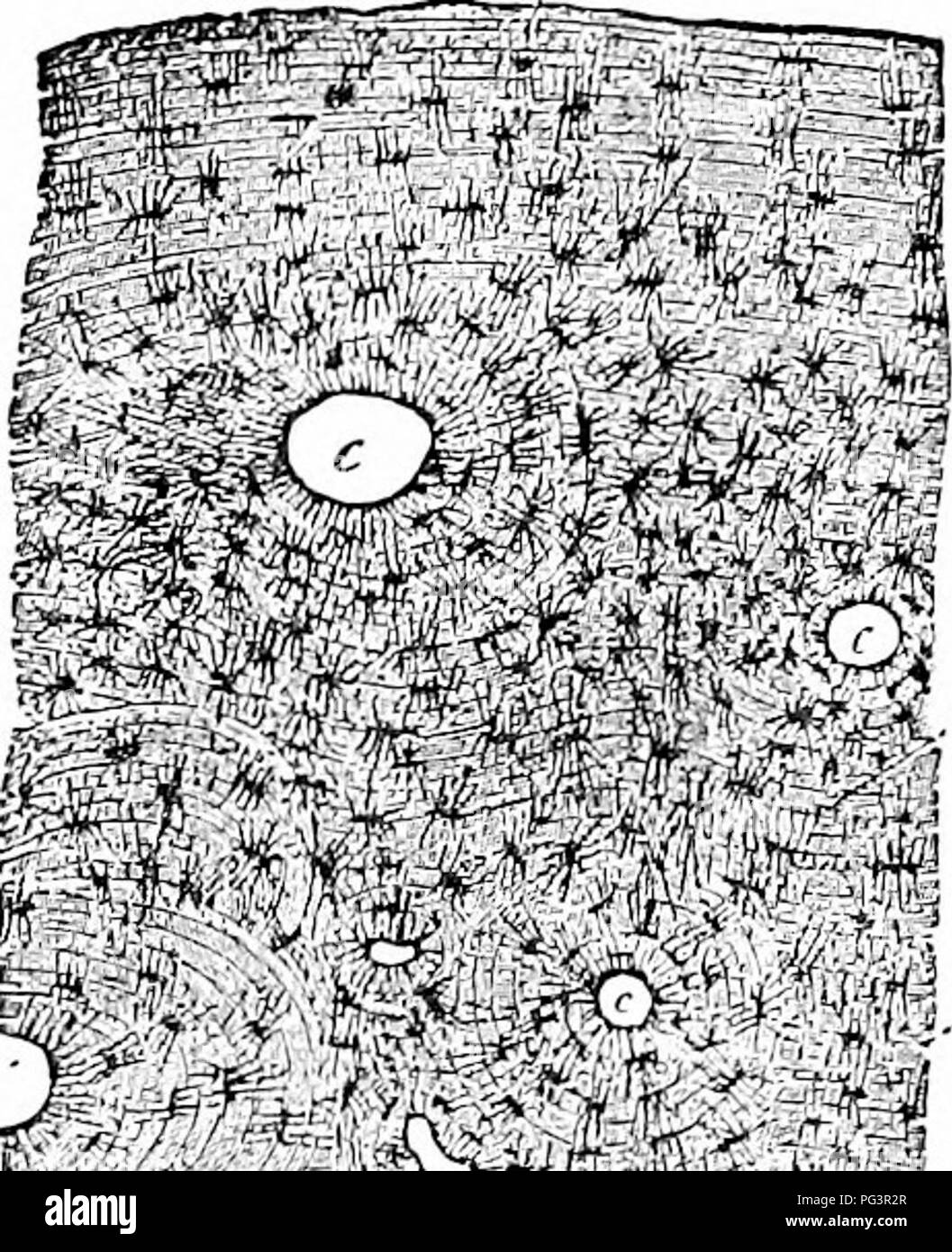 Cartilage matrix histology Black and White Stock Photos & Images - Alamy