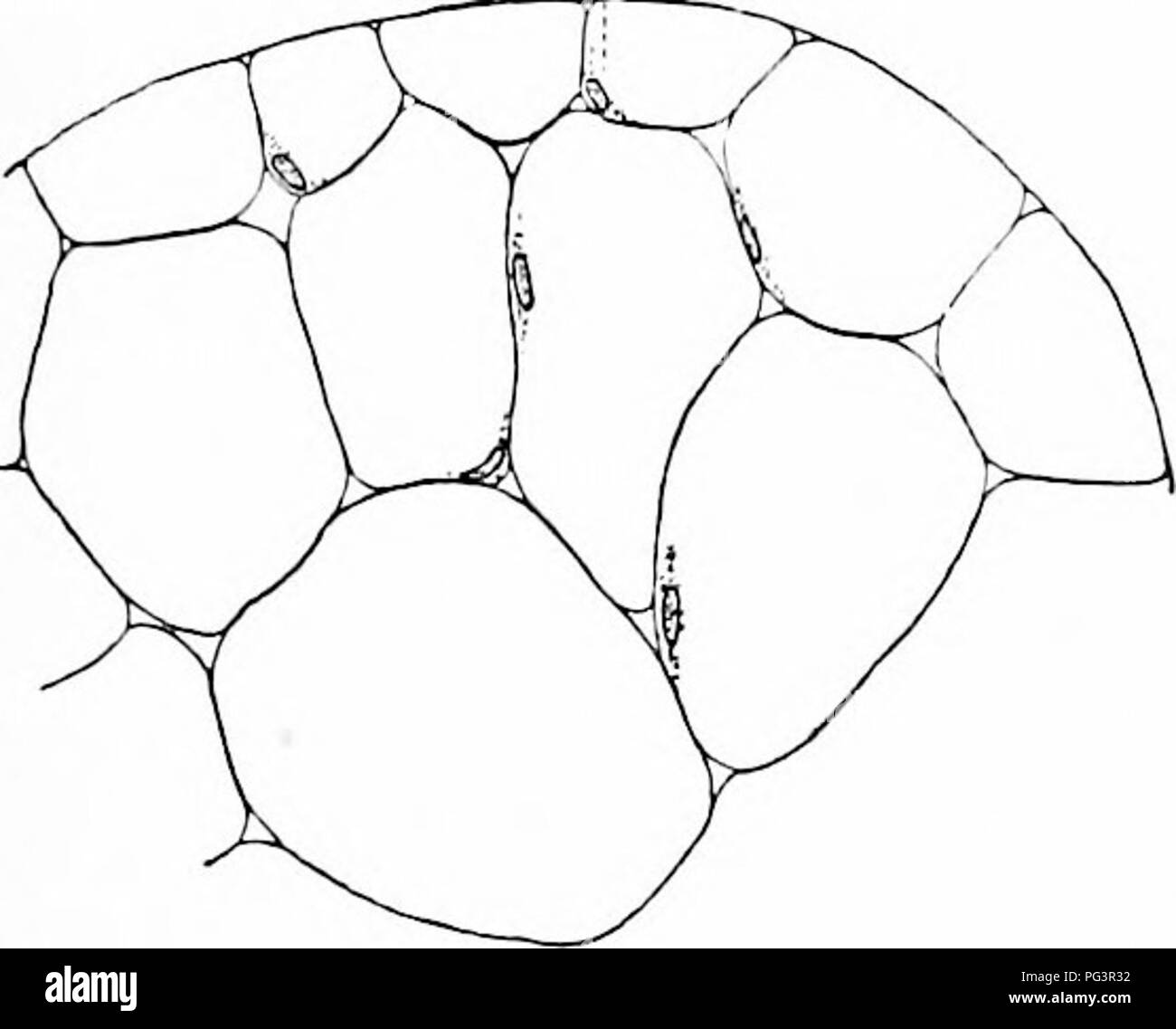 Cartilage tissue Black and White Stock Photos & Images - Alamy