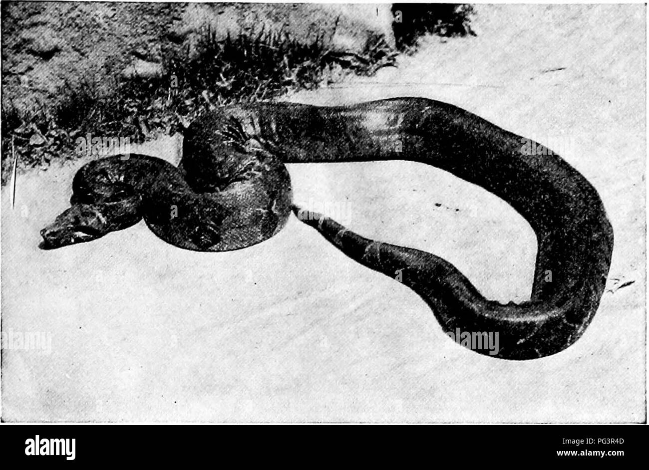 This guide offers a detailed overview of the New York Zoological Park ...