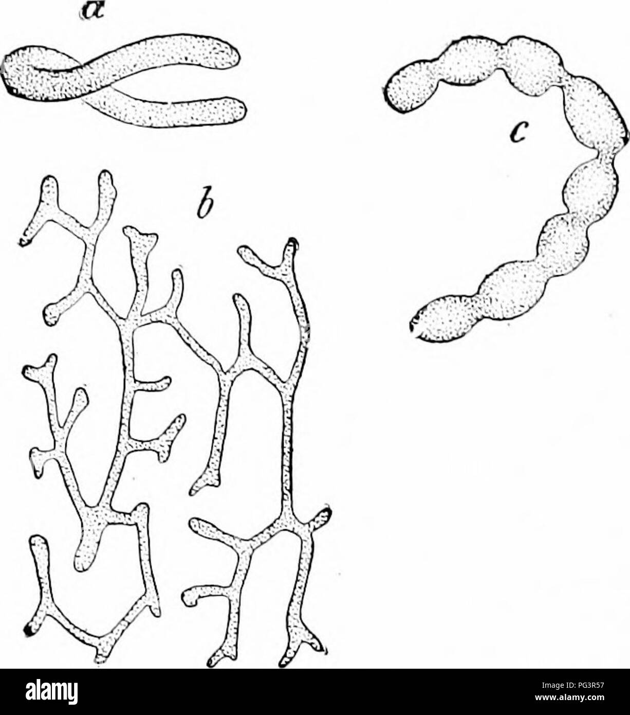 Rod shaped cells Cut Out Stock Images & Pictures - Alamy