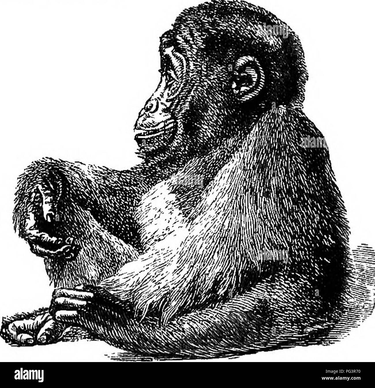Human ancestors paleontology Black and White Stock Photos & Images - Alamy