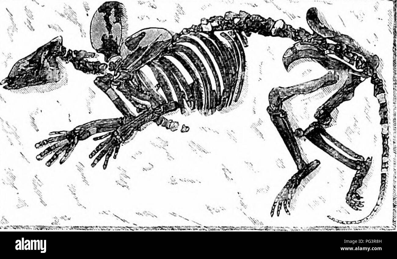 This text explores the various classifications and characteristics of ...