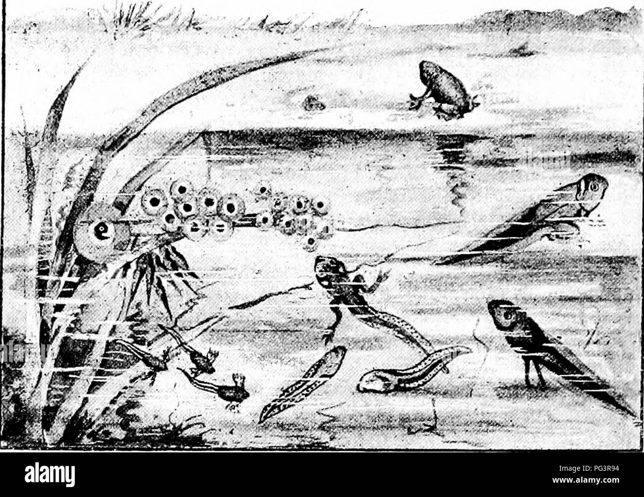 This image depicts the developmental stages of the common frog ...