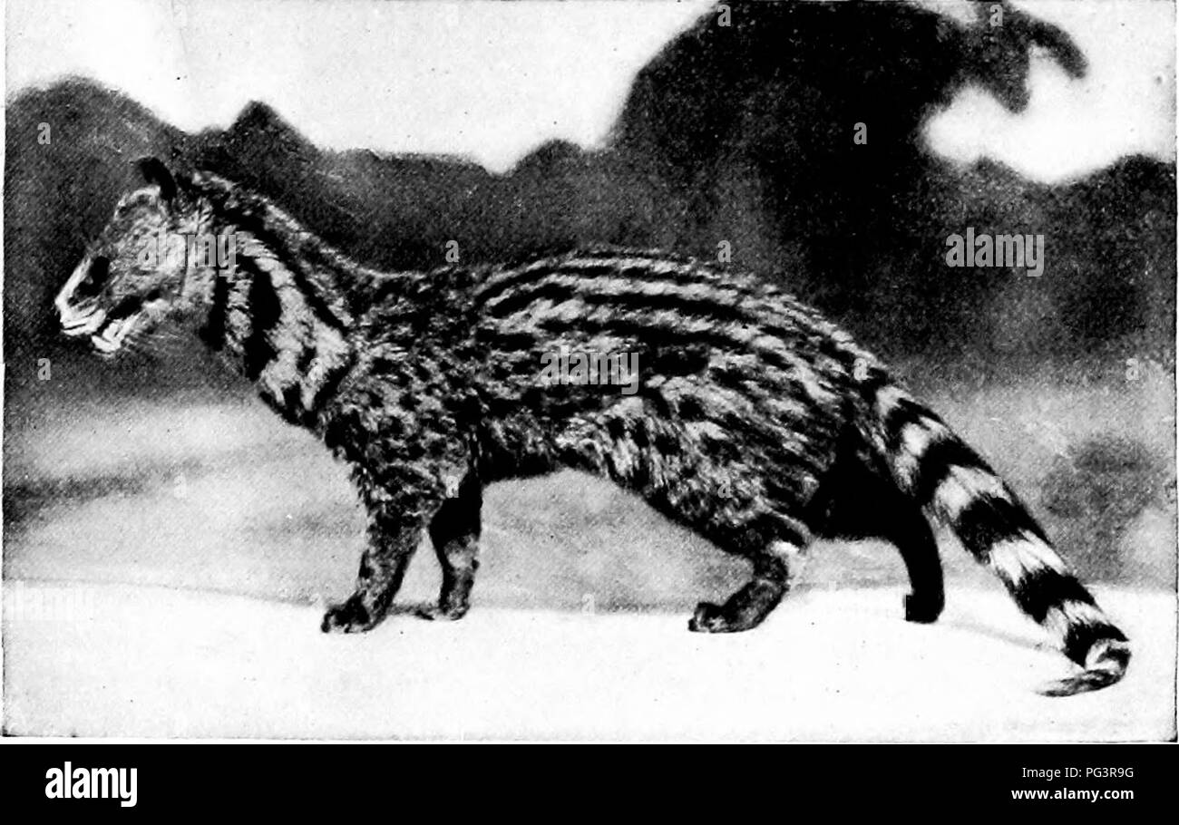 Common genet lynx hi-res stock photography and images - Alamy