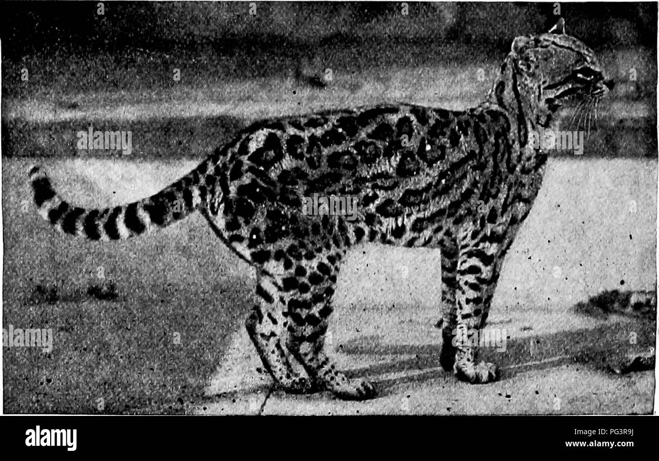 Half Lion Half Leopard