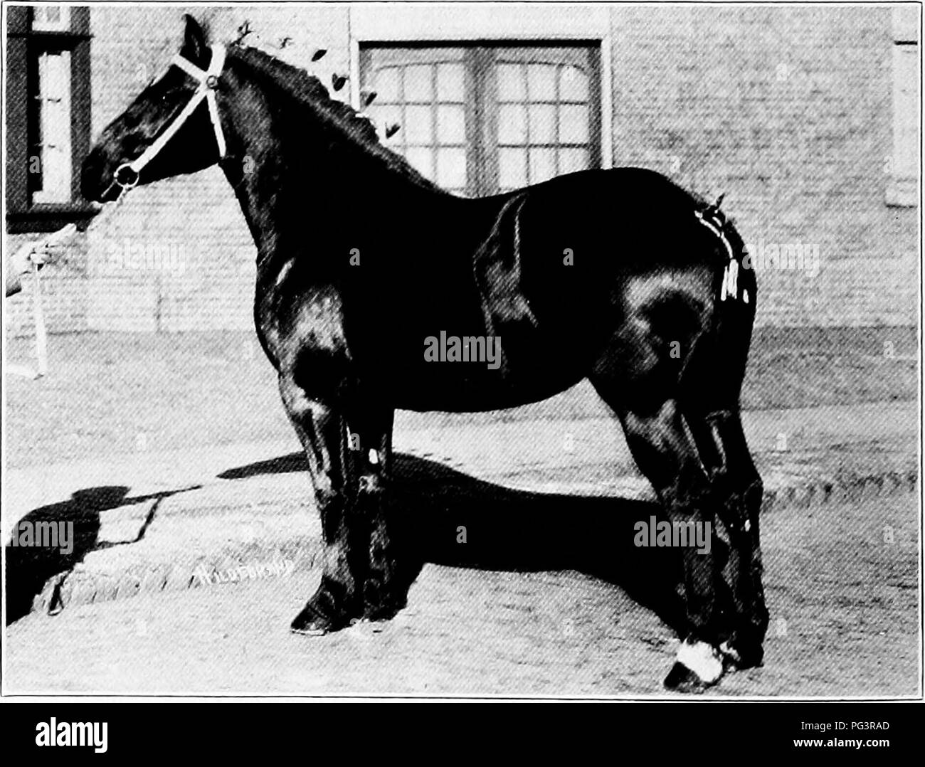 An account detailing the origin, development, and historical significance of the Percheron horse ...