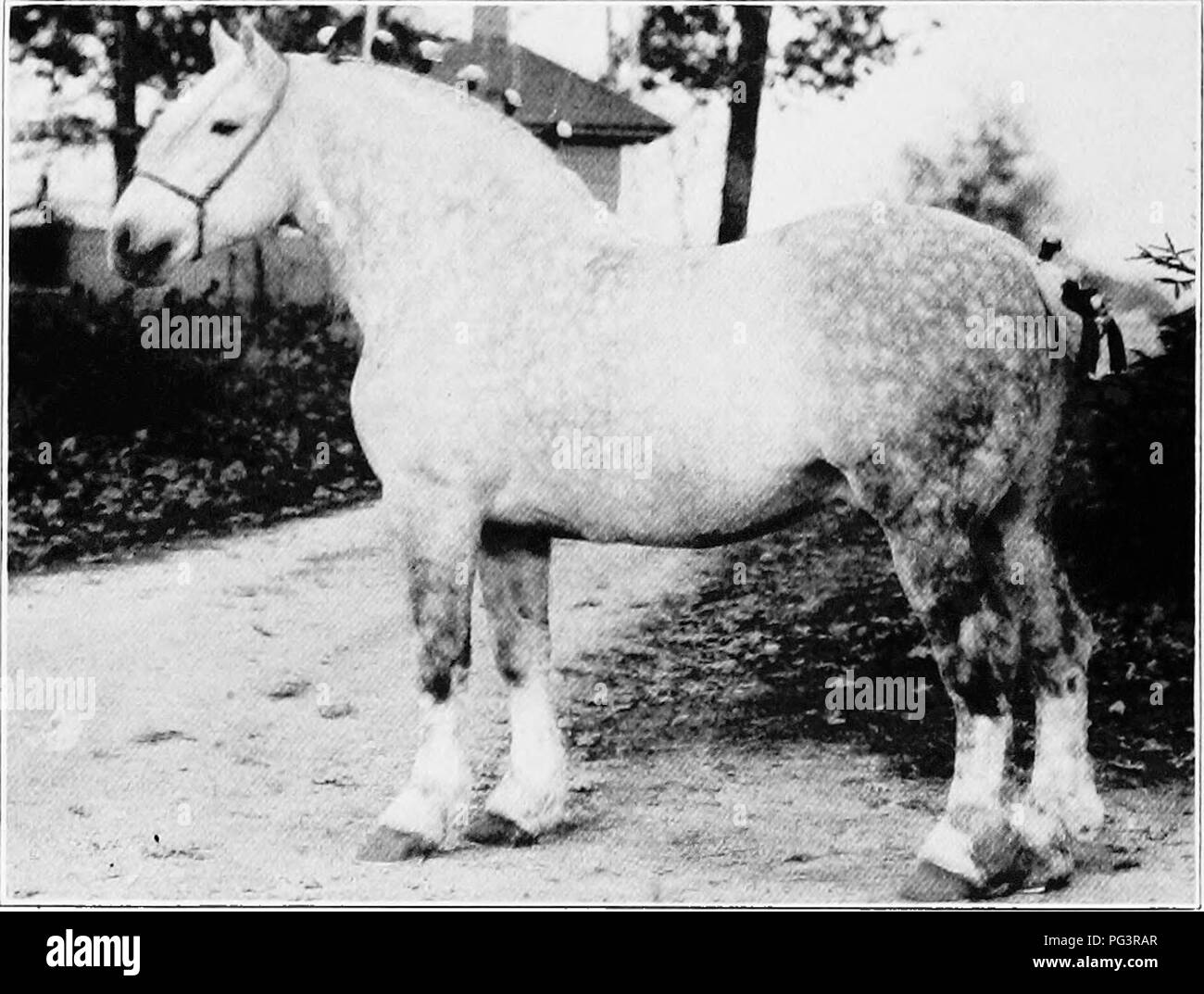 . A history of the Percheron horse : including hitherto unpublished ...
