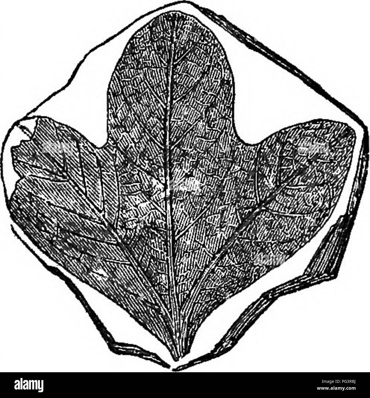 This botanical textbook covers all aspects of plant science, including ...