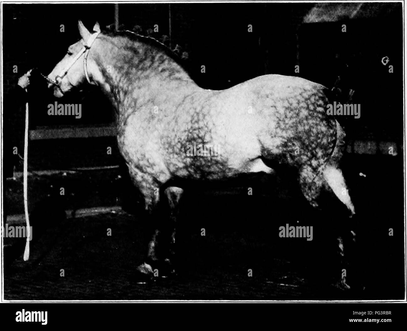 This history of the Percheron horse explores the origin and development ...