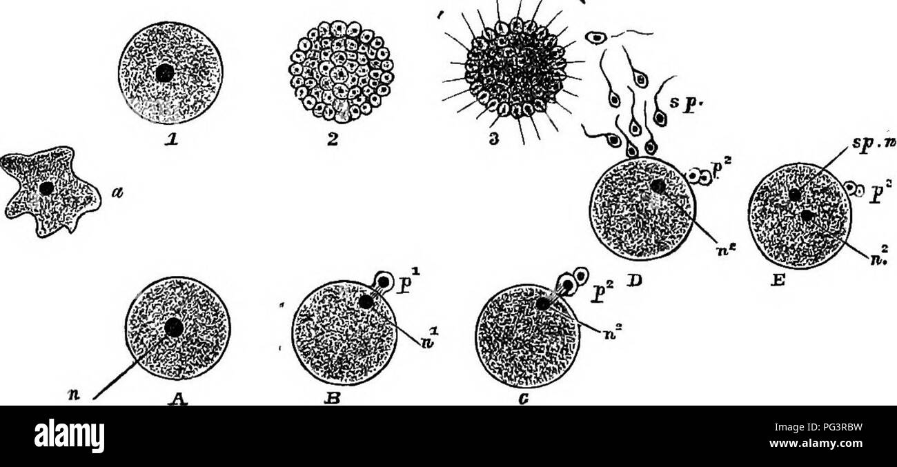 An educational work on animal life, focusing on the fertilization ...