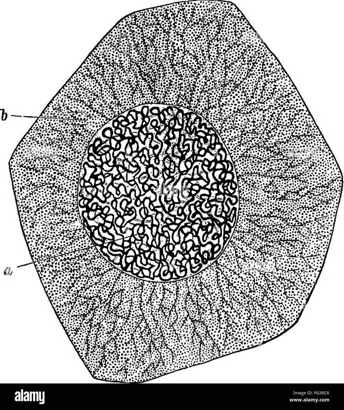 This text delves into the cellular structure of animals, particularly ...