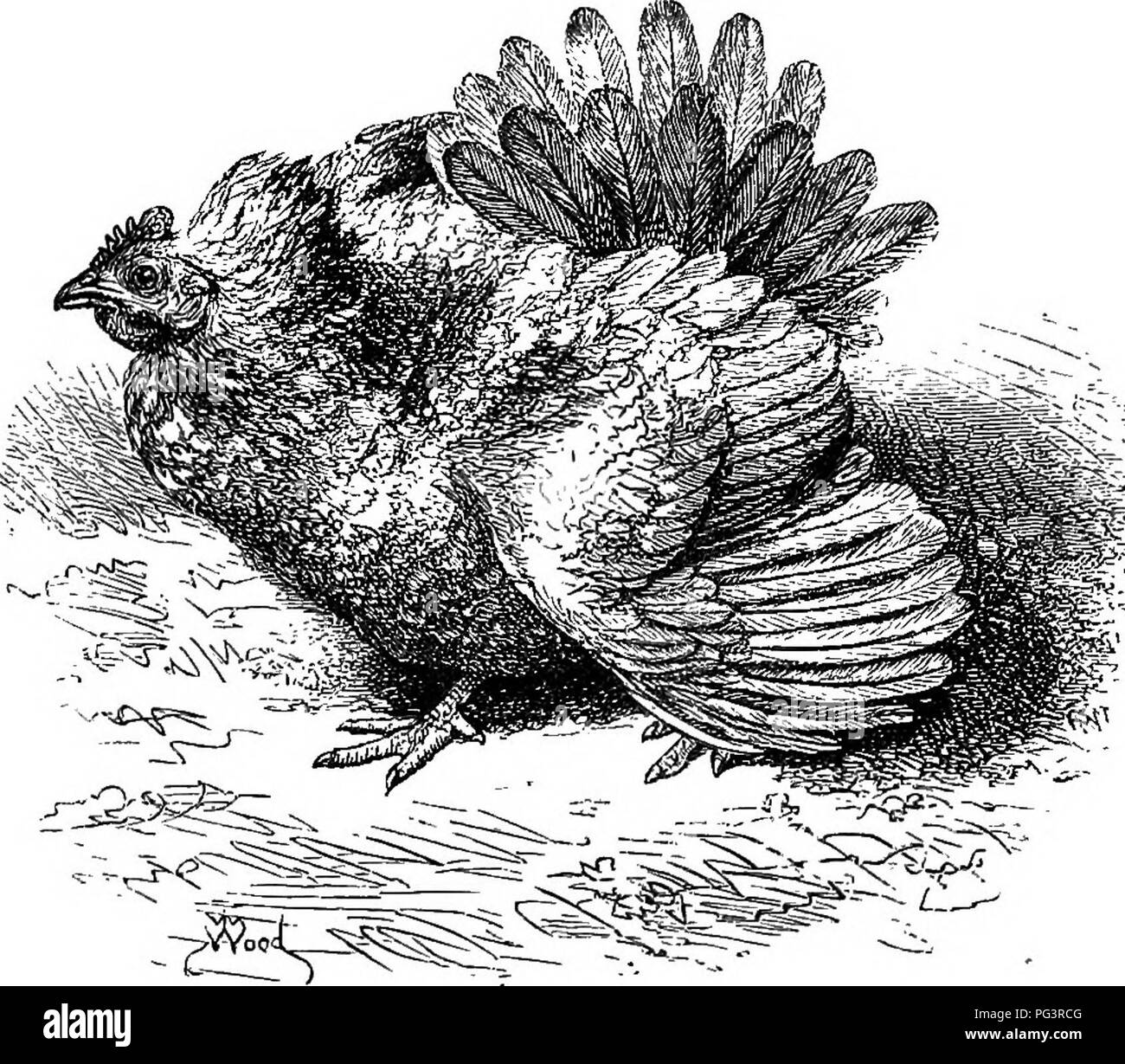 . The study of animal life. Zoology. 15° The Study of Animal Life some ...