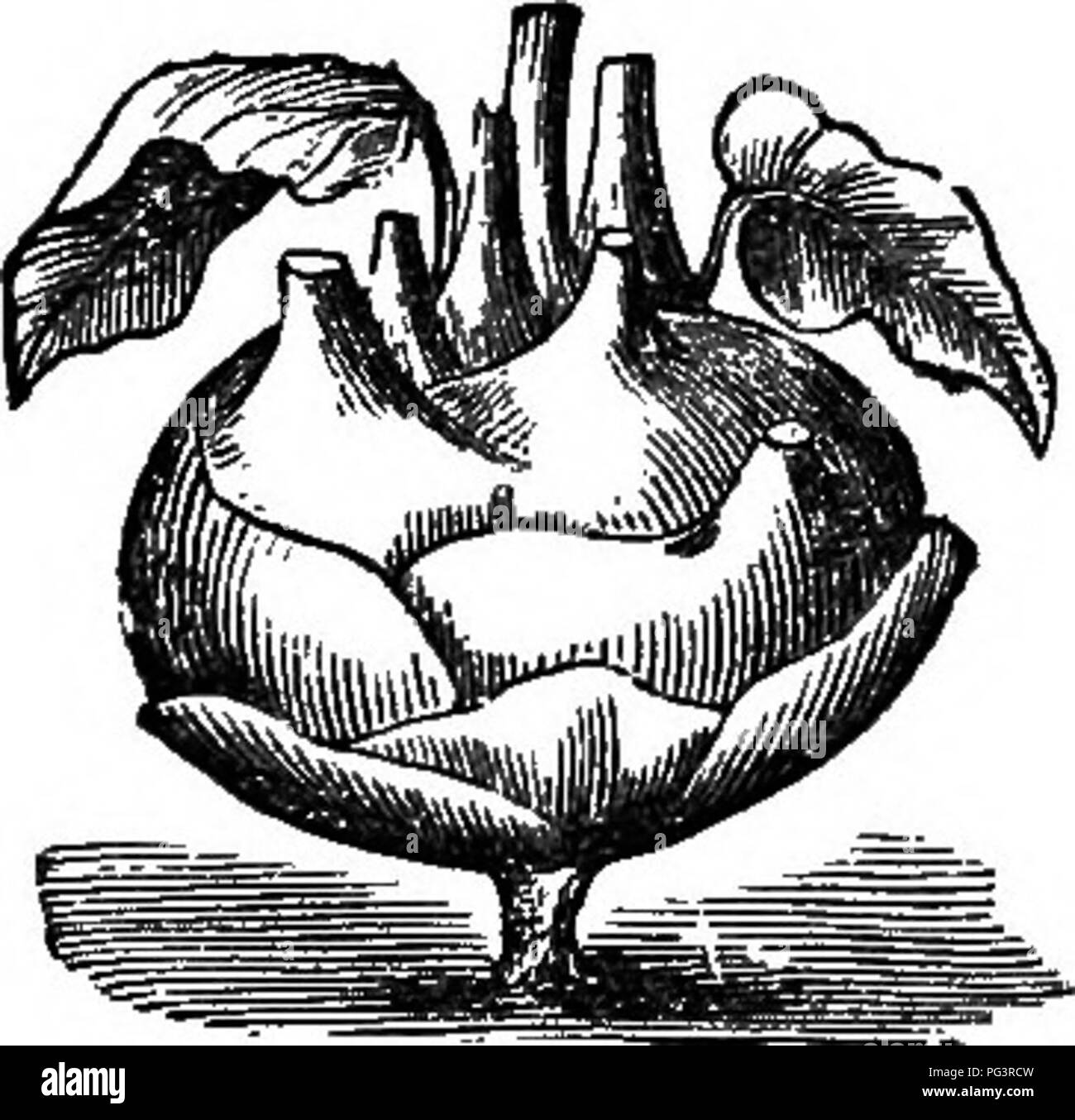 A comprehensive textbook on botany, covering topics such as plant ...