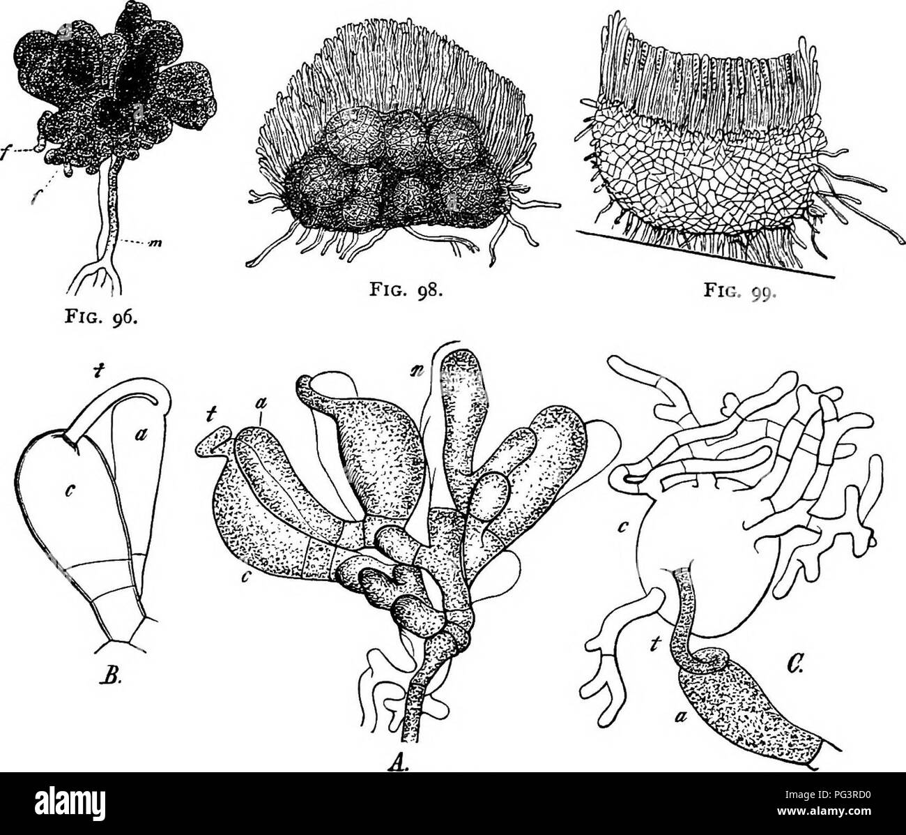 Ascomycetes Cut Out Stock Images & Pictures - Alamy