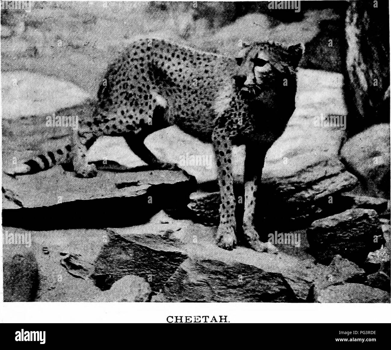 The guide highlights the modern improvements in the design of animal ...