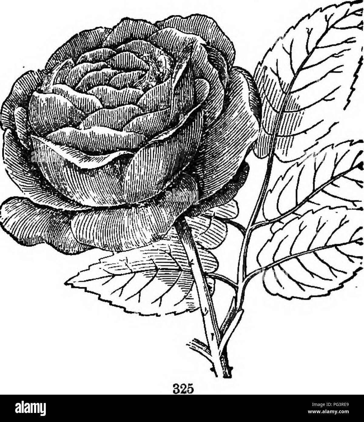 A comprehensive guide to the key elements of botany, including ...