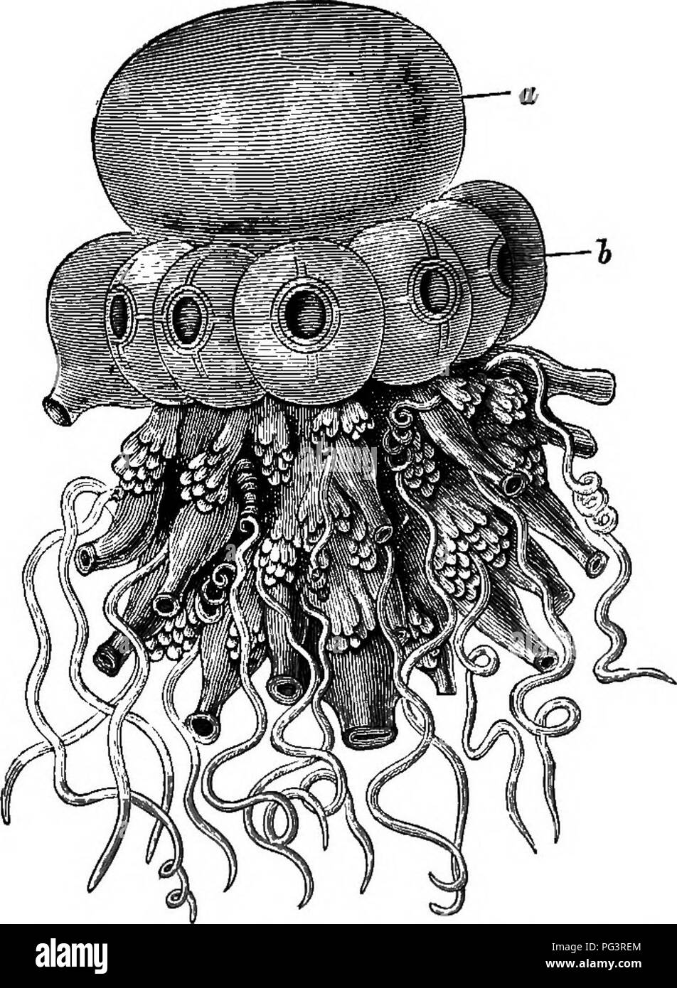 This section of zoology explores the social behavior of animals ...