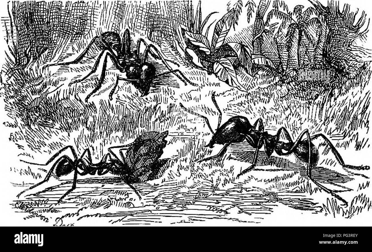 Tremulous effect hi-res stock photography and images - Alamy